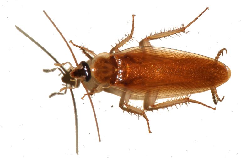 What are some common features of the cockroach anatomy