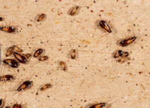 What does a baby cockroach look like, and what I should know.