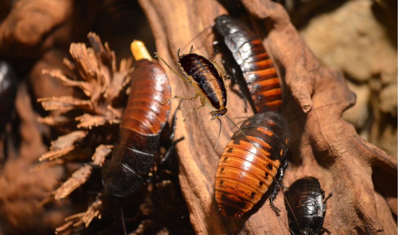 Uncovering the Mystery: Palmetto Bug vs Cockroach – What’s the Difference? Uncovering the Mystery: Palmetto Bug vs Cockroach – What’s the Difference?